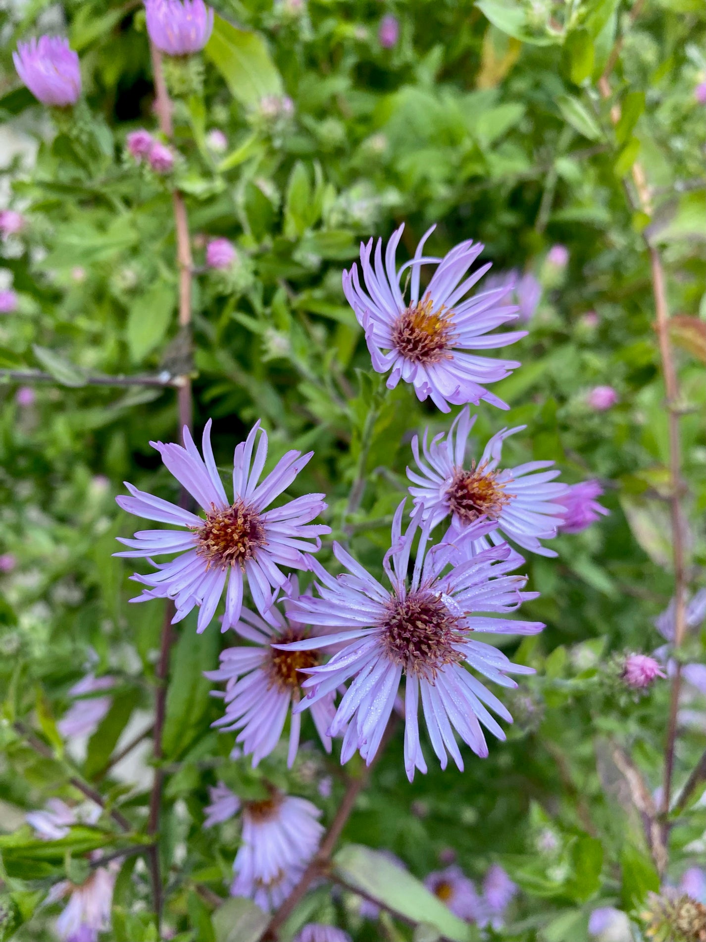 Ampelaster carolinianus (Climbing Aster) – Carolina Habitats
